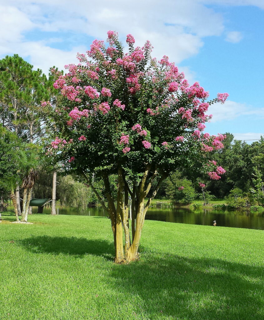 Buy Crepe Myrtle Trees, For Sale in Miami & Ft Lauderdale, Florida