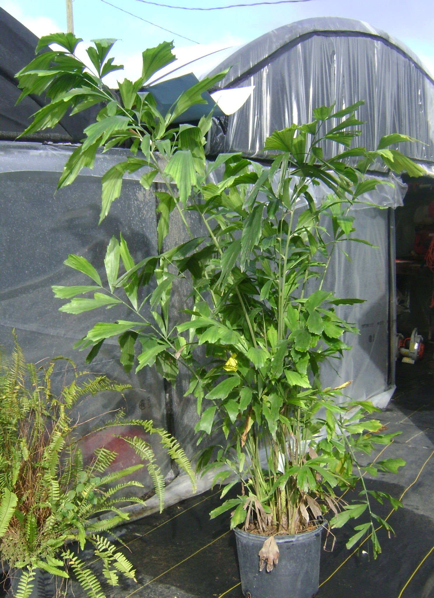 Buy Fishtail Palm Trees in Miami, Ft Lauderdale, Kendall