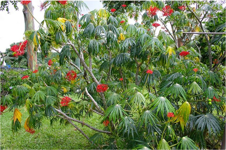Jatropha, Buy in Miami, Ft Lauderdale, Kendall, Hollywood, FL