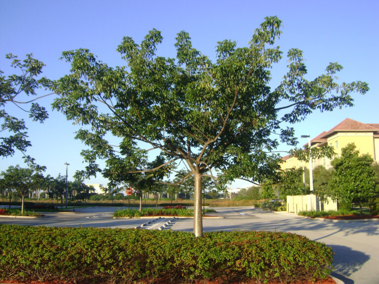 Buy Gumbo limbo trees in Miami, Ft Lauderdale, Kendall