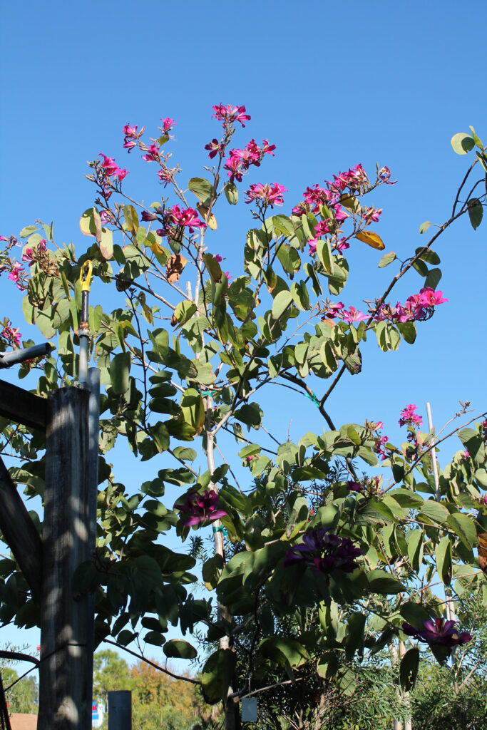 Orchid Tree, Buy in Miami, Ft Lauderdale, Kendall, Hollywood, FL