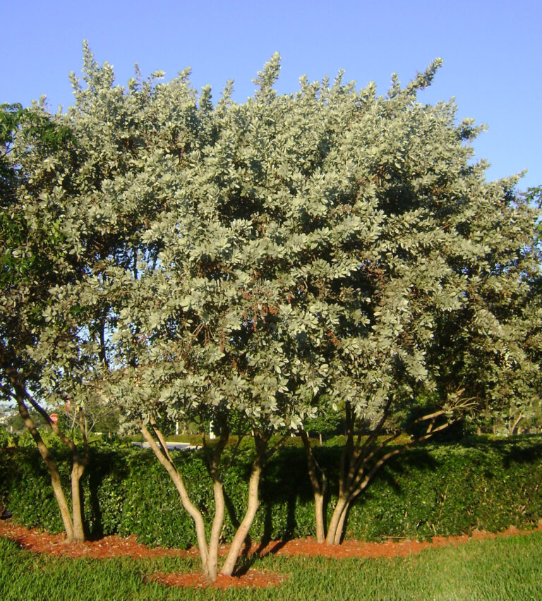 Buy Silver Buttonwood Tree, For Sale in Miami, Ft Lauderdale