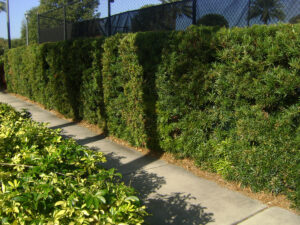 Podocarpus Can Serve as Hedges, Specimen Trees, or Topiaries in Miami