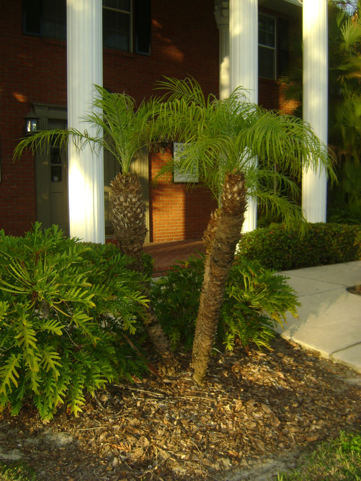 Buy Robellini-Pygmy Date Palm Trees in Miami, Ft Lauderdale, Kendall